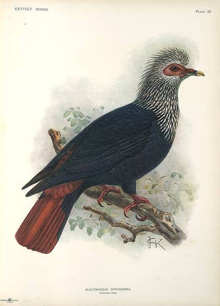 15 Extinct Bird Species and Possible Reasons for Their Extinction ...
