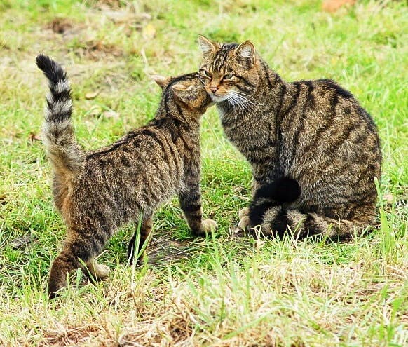 Scottish Wildcats: Powerful Hunters and Endangered Animals - Owlcation