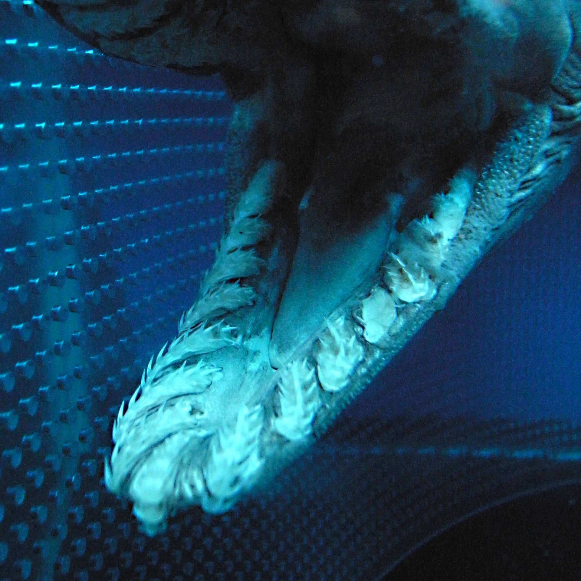 Frilled Shark Facts: A Strange and Fascinating Deep-Sea Fish - Owlcation