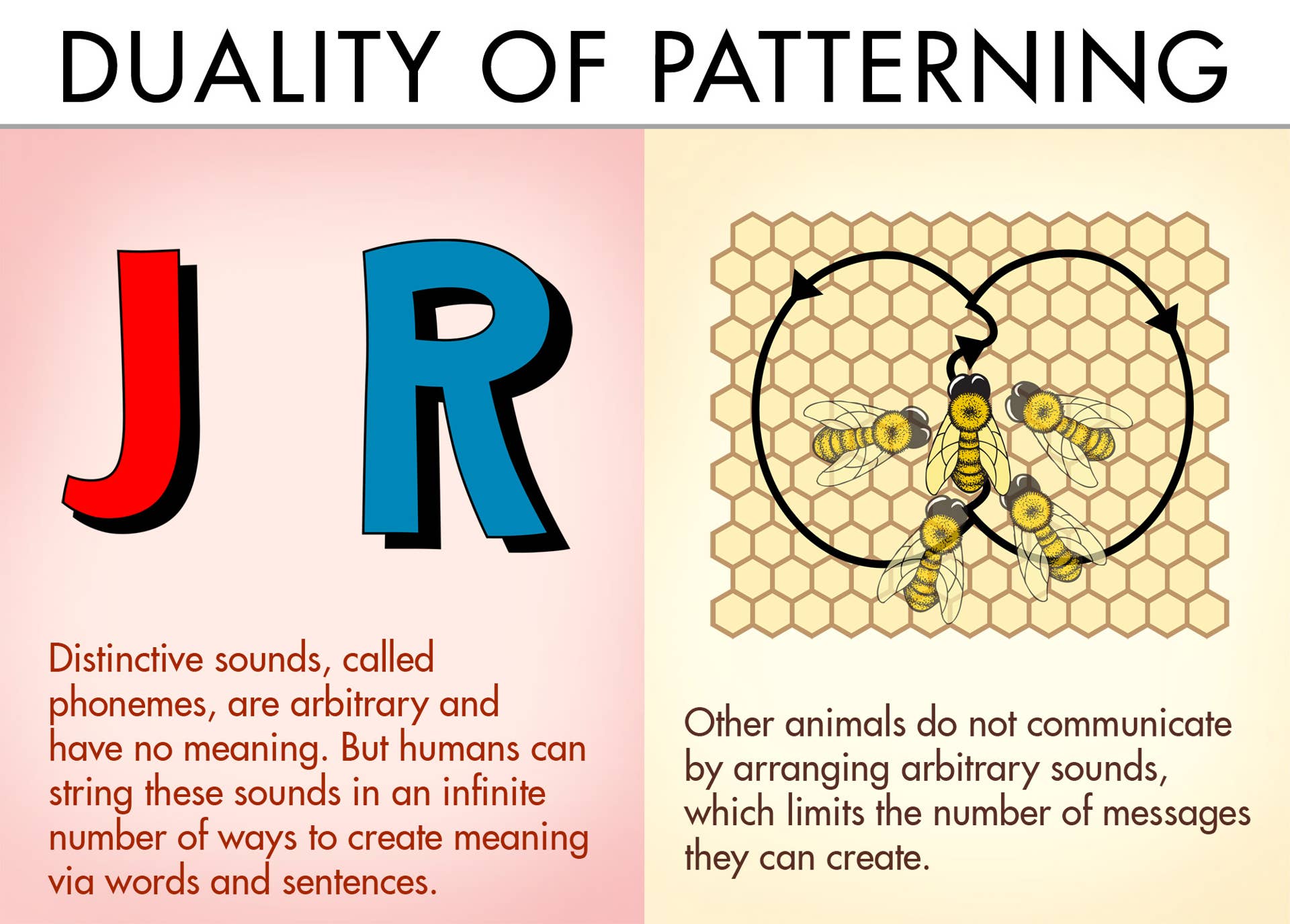 Differences Between Animal and Human Communication - Owlcation