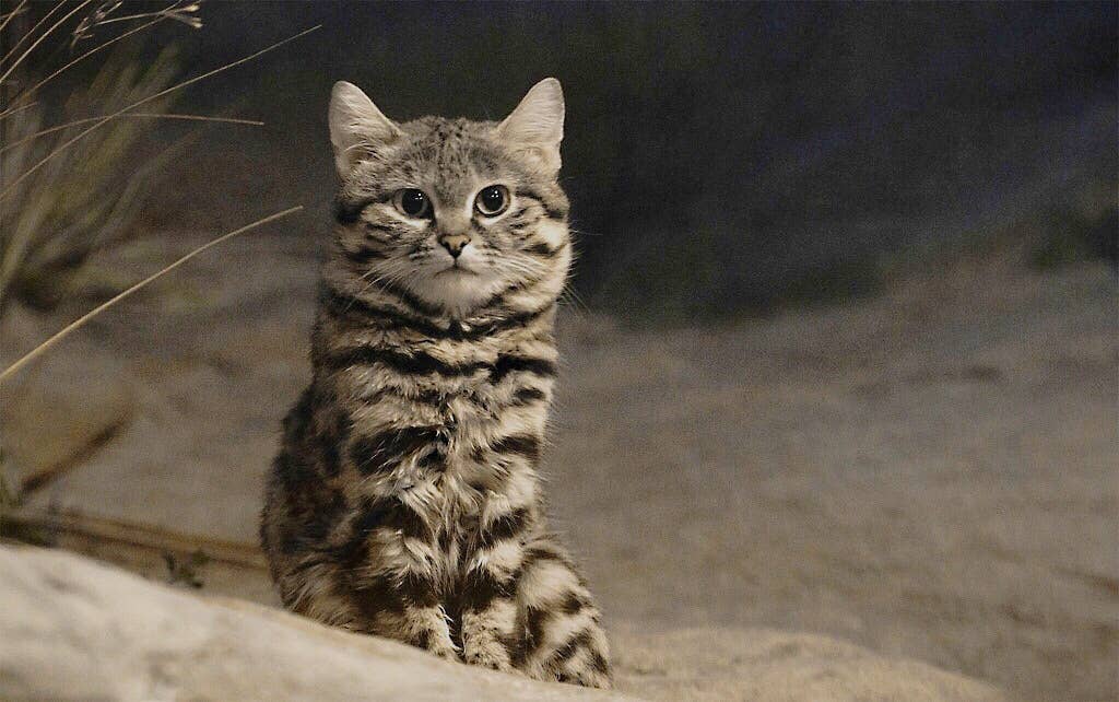 African Black-Footed Cat: A Small Feline and a Fierce Hunter - Owlcation