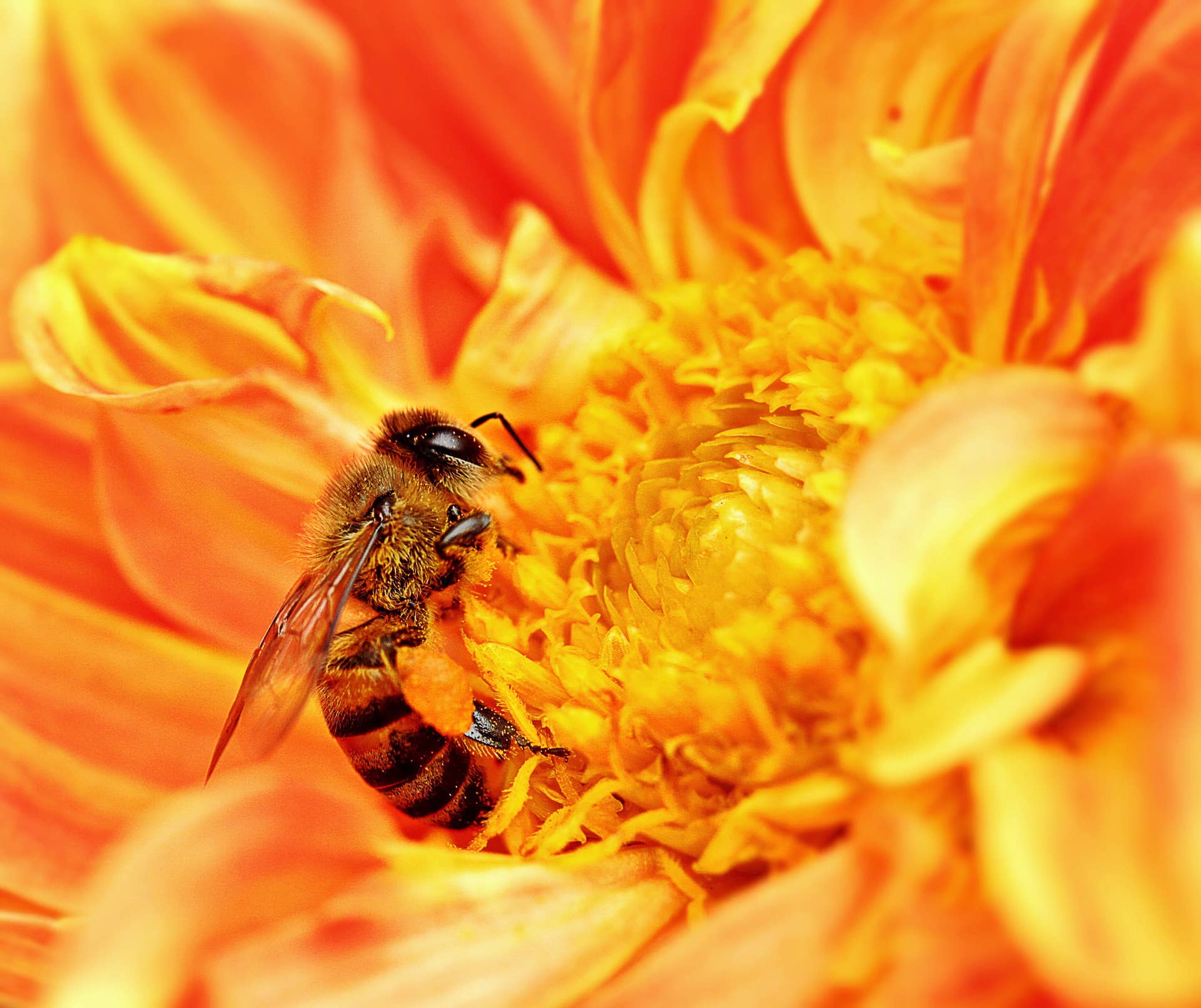 Honeybee Disappearance, Pesticides, and Colony Collapse Disorder ...