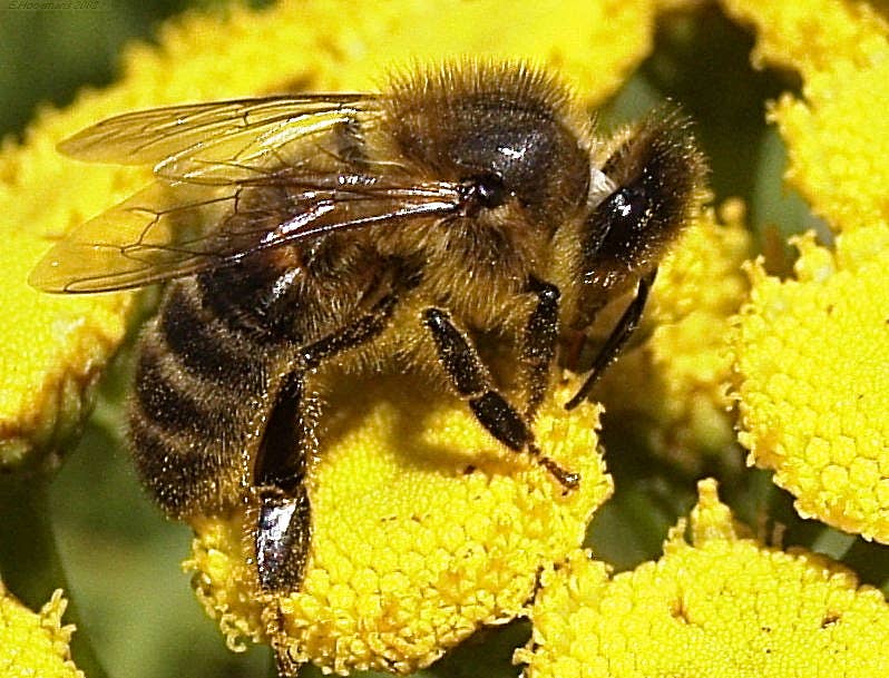 Honeybee Disappearance, Pesticides, and Colony Collapse Disorder ...