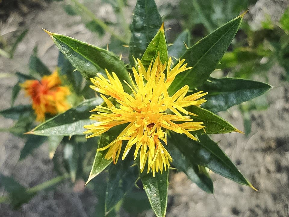 Safflower Plant Facts and Uses: Vegetable Oil, Dye, and Insulin - Owlcation