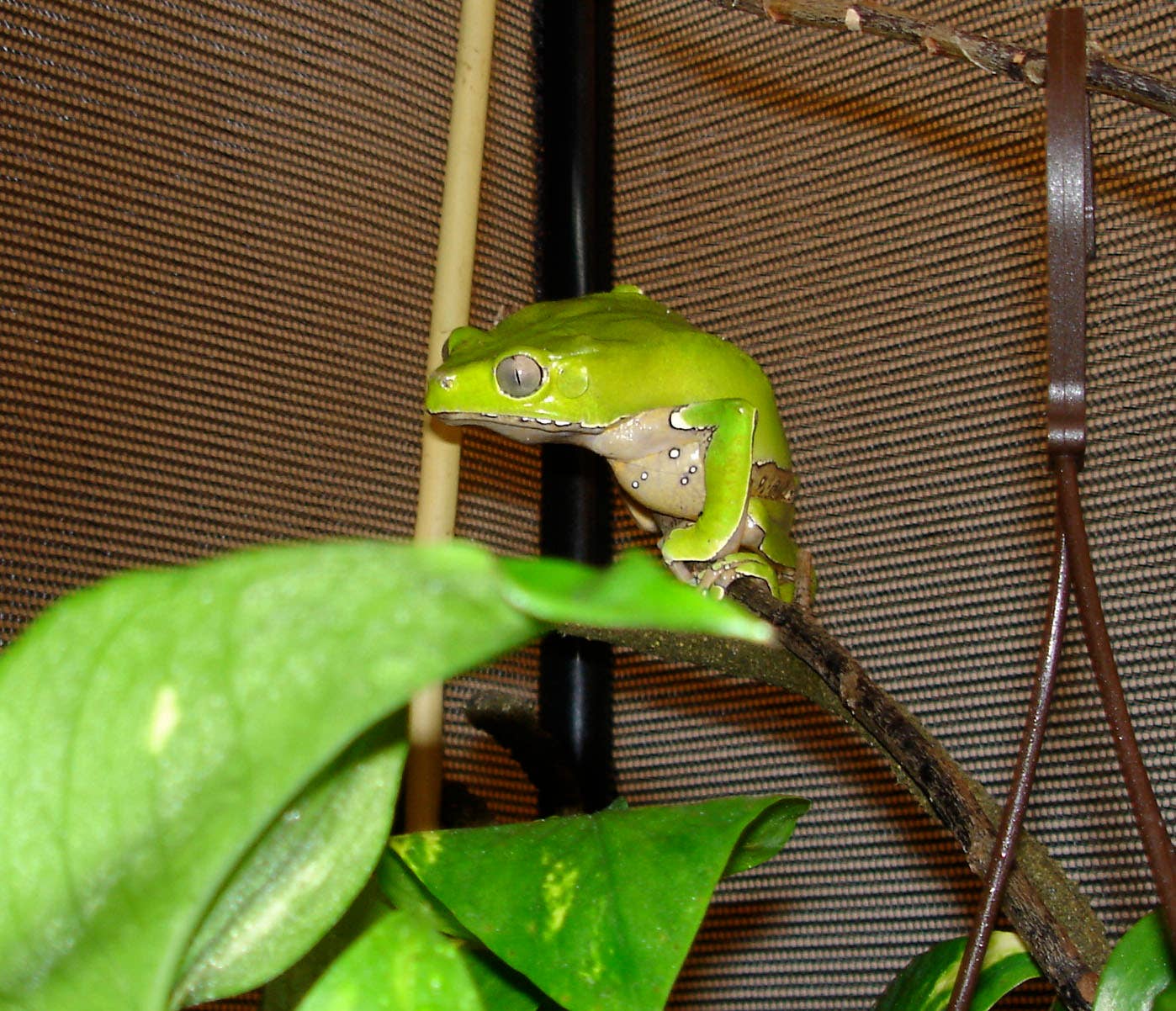 A Knot of Frog Facts - Owlcation