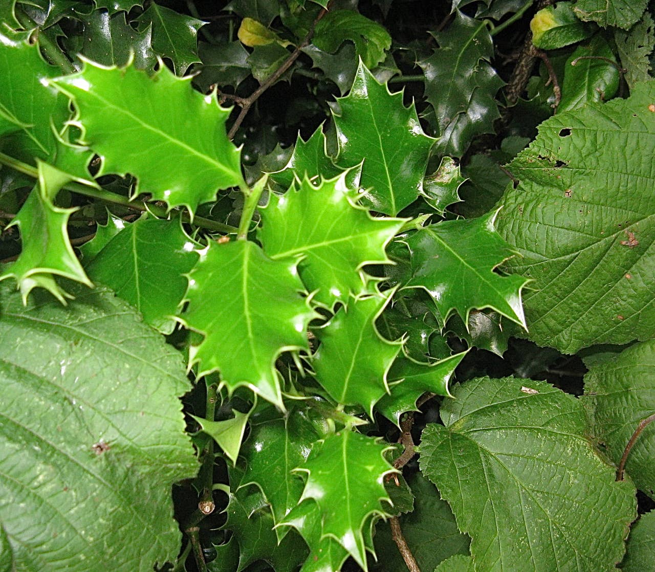 Oregon Grape Plant and Potential Uses of Berberine - Owlcation