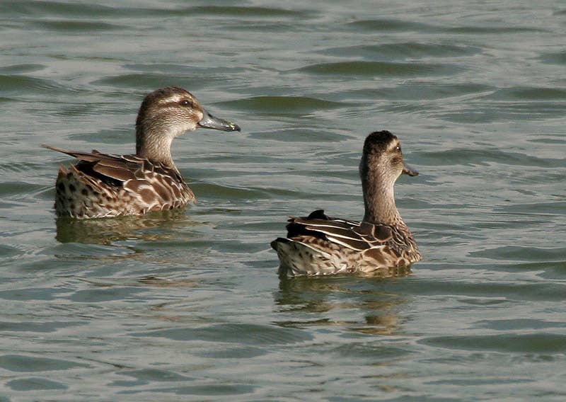 The Complete Guide to British Birds: Dabbling Ducks - Owlcation