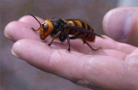 5 Badass Bugs: Scariest Insects on Earth - Owlcation