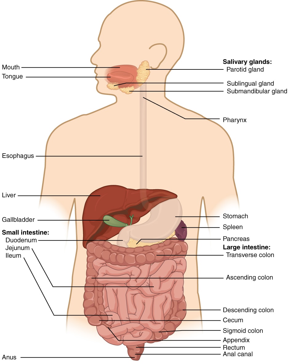 Hydrochloric Acid in the Stomach: Functions and Problems - Owlcation