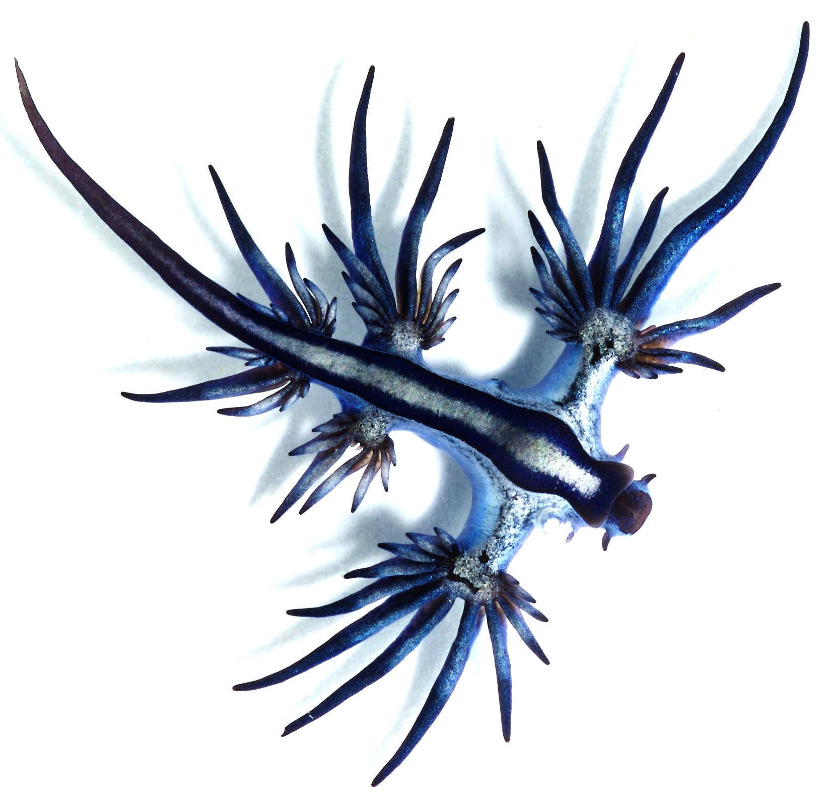 17 Ugly Fish and Weird Sea Creatures - Owlcation