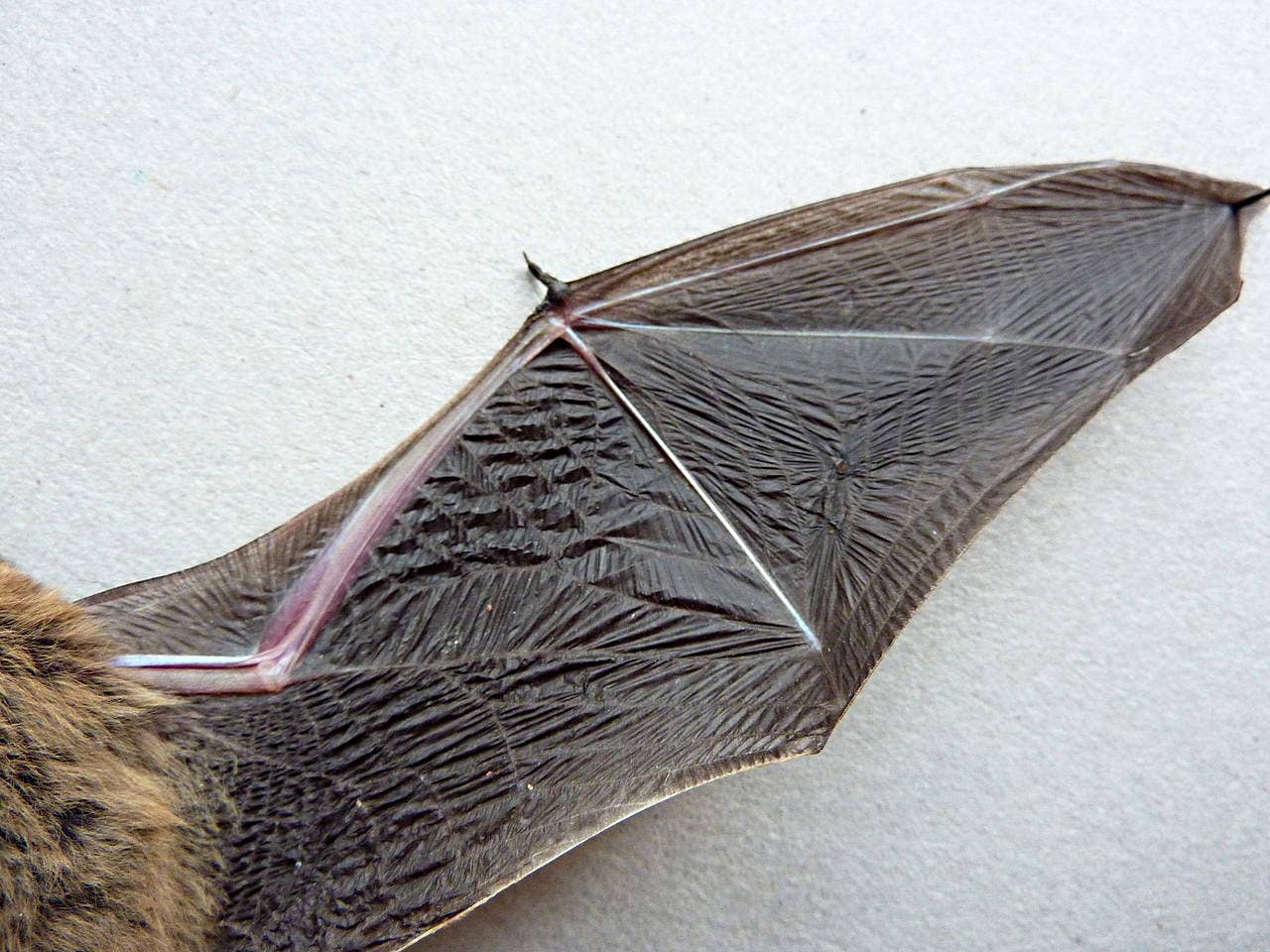 The Large or Malayan Flying Fox and Interesting Bat Facts - Owlcation