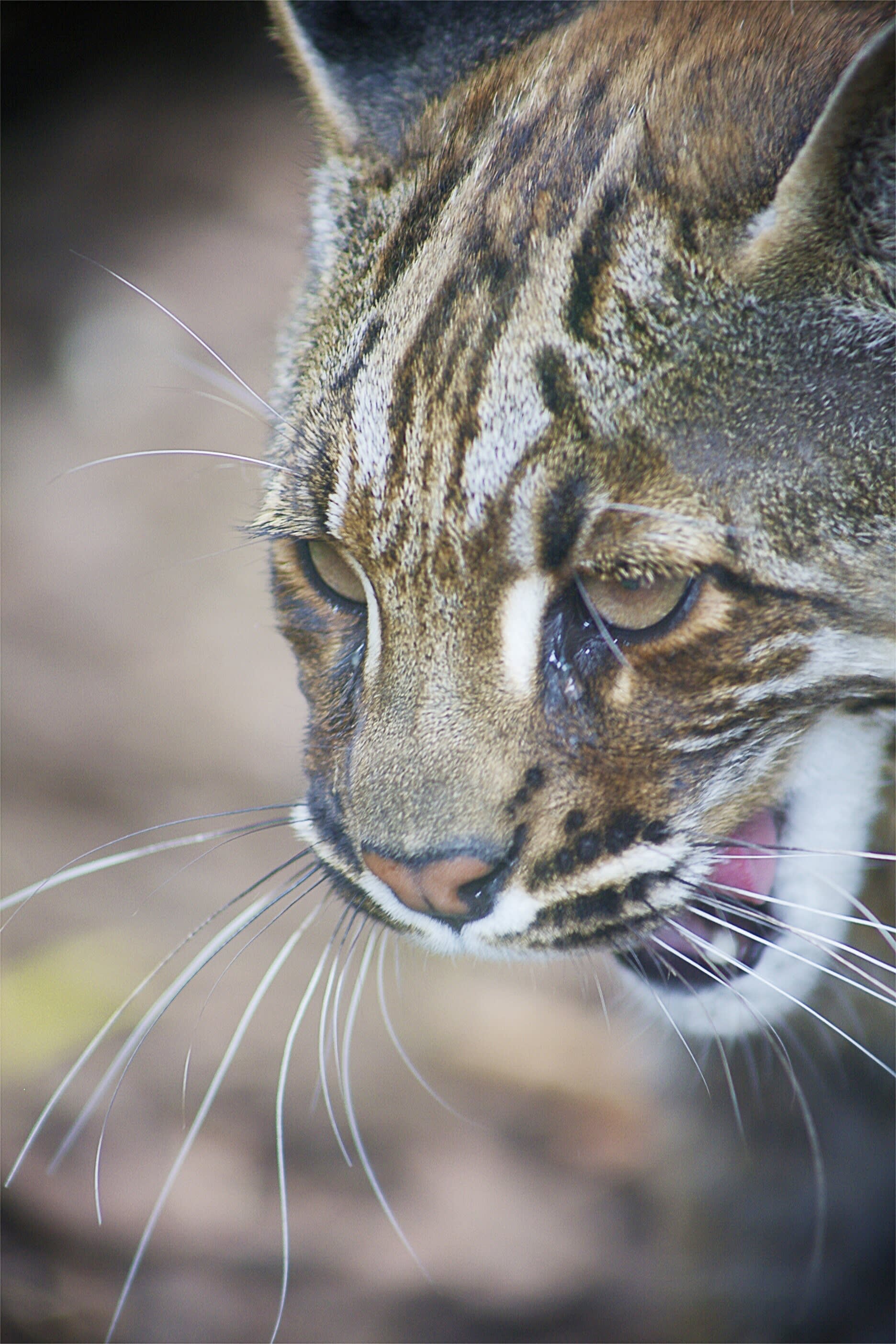 Asian and African Golden Cat Facts: Interesting Species - Owlcation