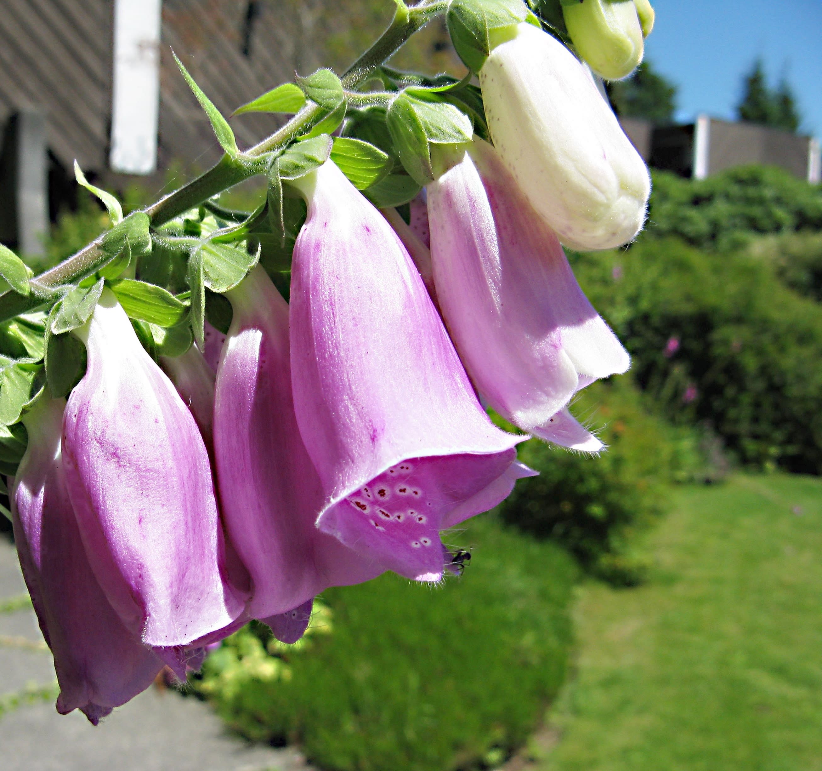 Foxgloves: Beautiful Flowers and Digitalis Health Effects - Owlcation