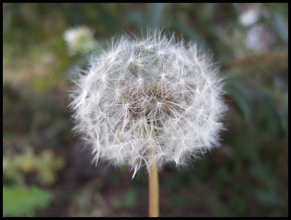 Origins & Meanings: Etymology of 10 Cool Words (For Students) - Owlcation