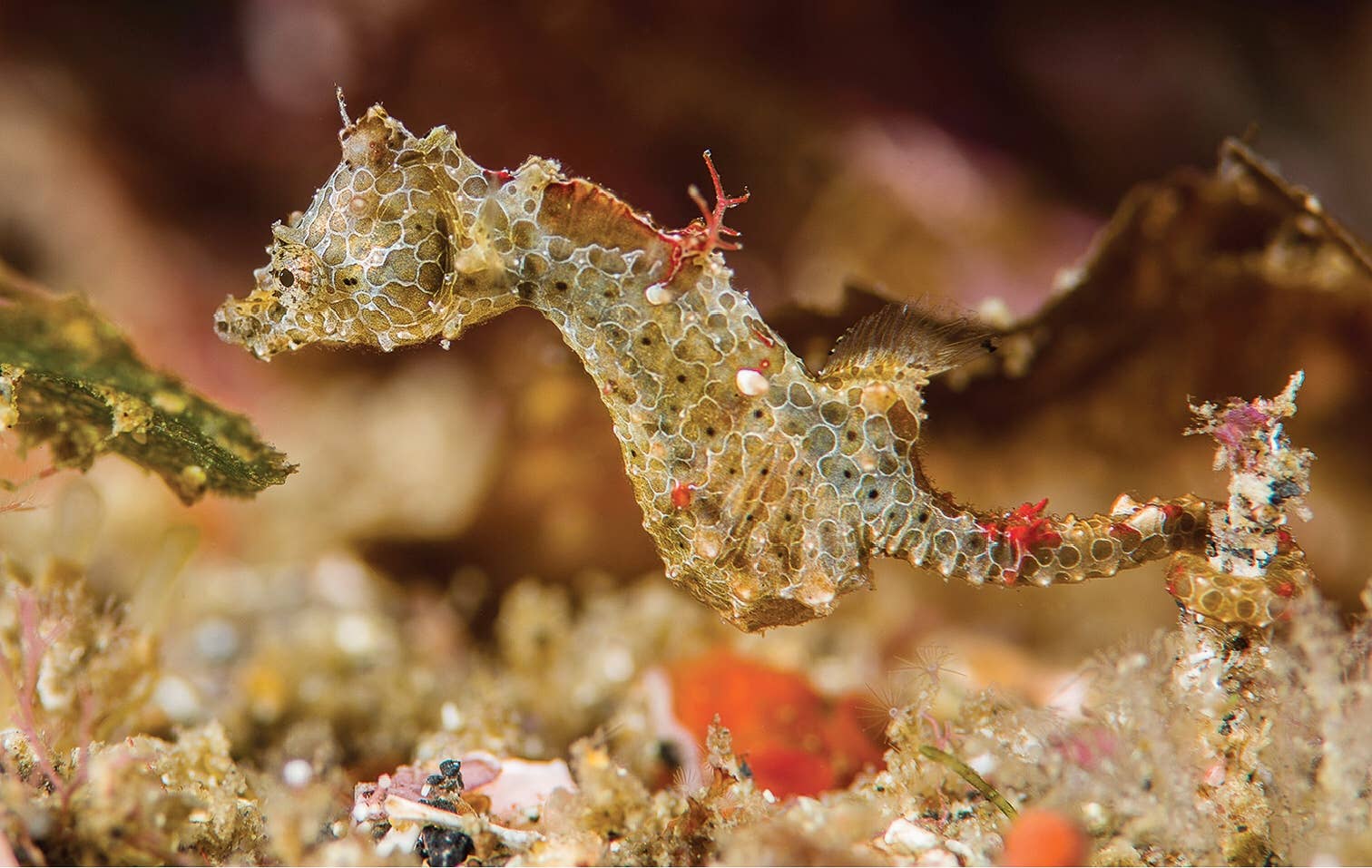 Pygmy Seahorses: Interesting Fish With Impressive Camouflage - Owlcation