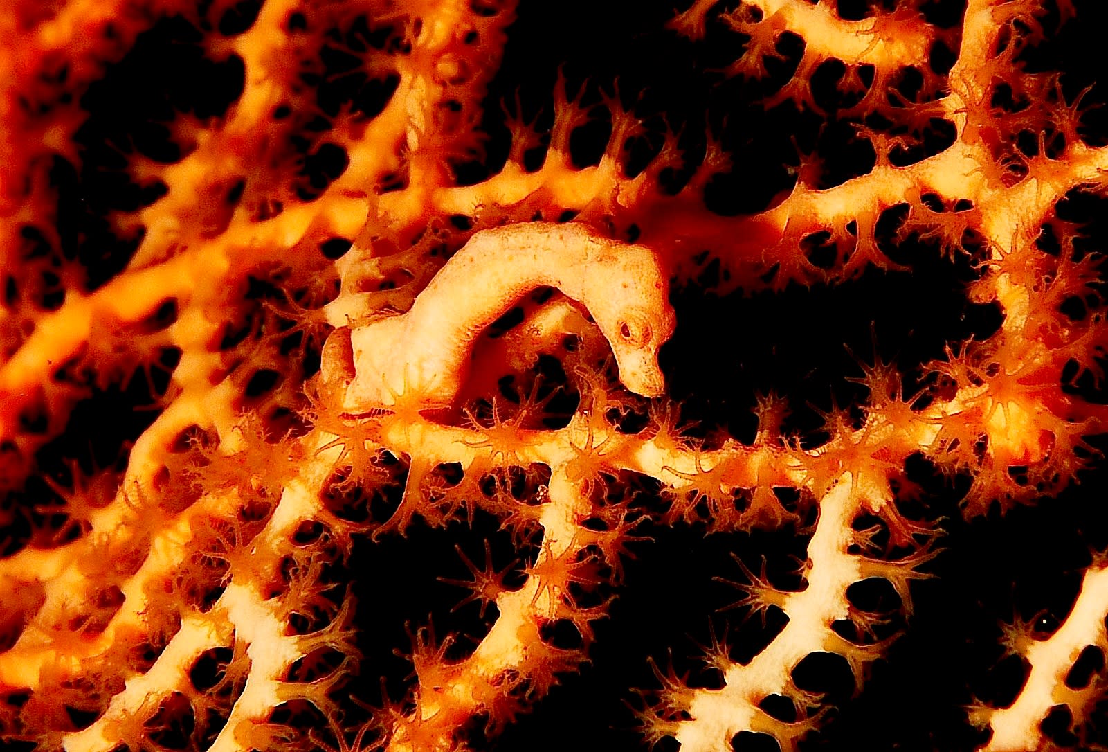 Pygmy Seahorses: Interesting Fish With Impressive Camouflage - Owlcation