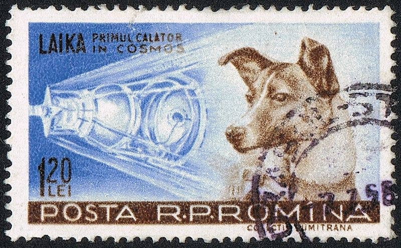 The Story of Laika, the First Dog in Space - Owlcation