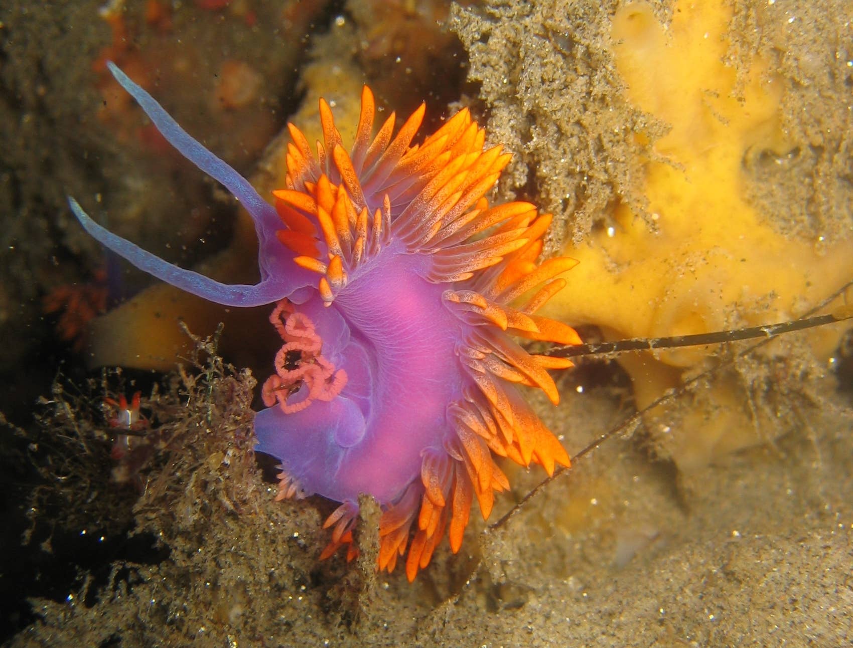 Sea Slug Facts: 12 Beautiful Species - Owlcation