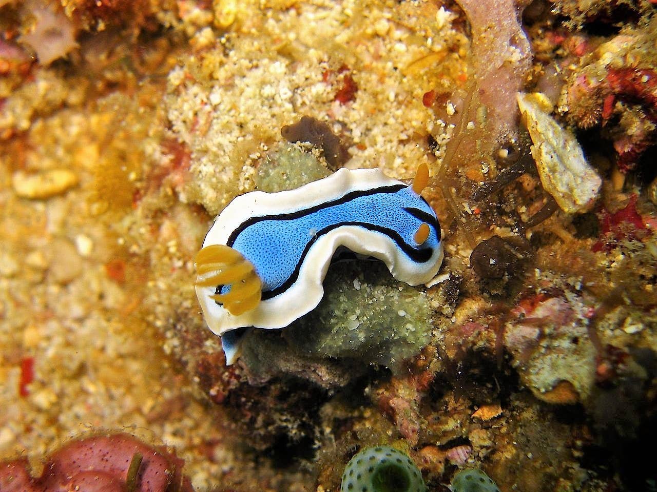 Sea Slug Facts: 12 Beautiful Species - Owlcation