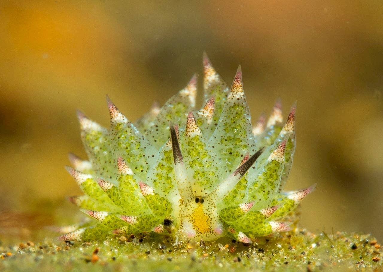 Sea Slug Facts: 12 Beautiful Species - Owlcation