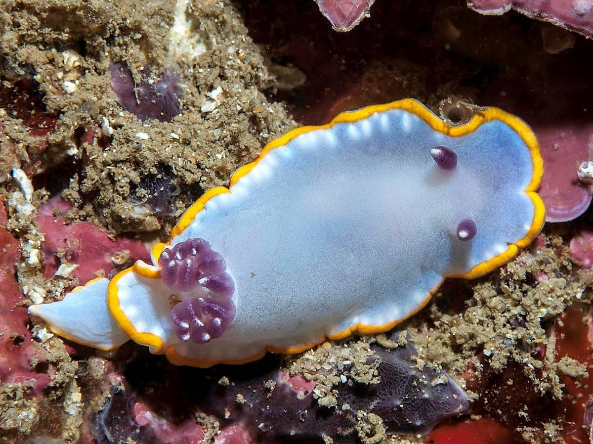 Sea Slug Facts: 12 Beautiful Species - Owlcation