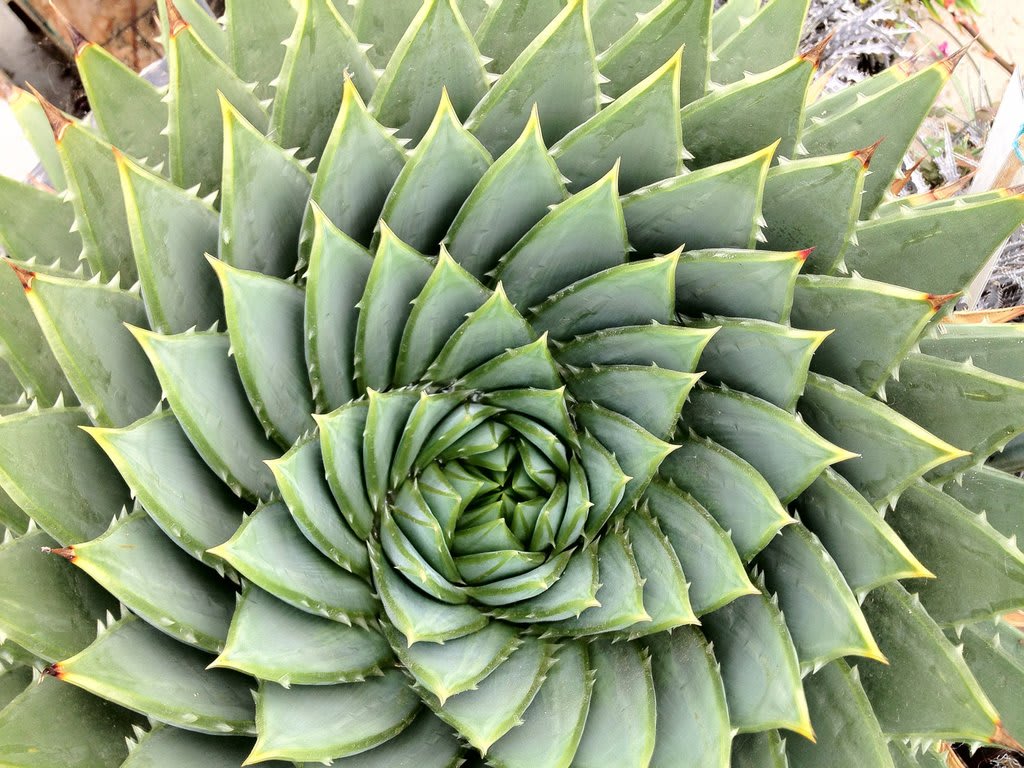 5 Mathematical Patterns in Nature: Fibonacci, Fractals and More - Owlcation
