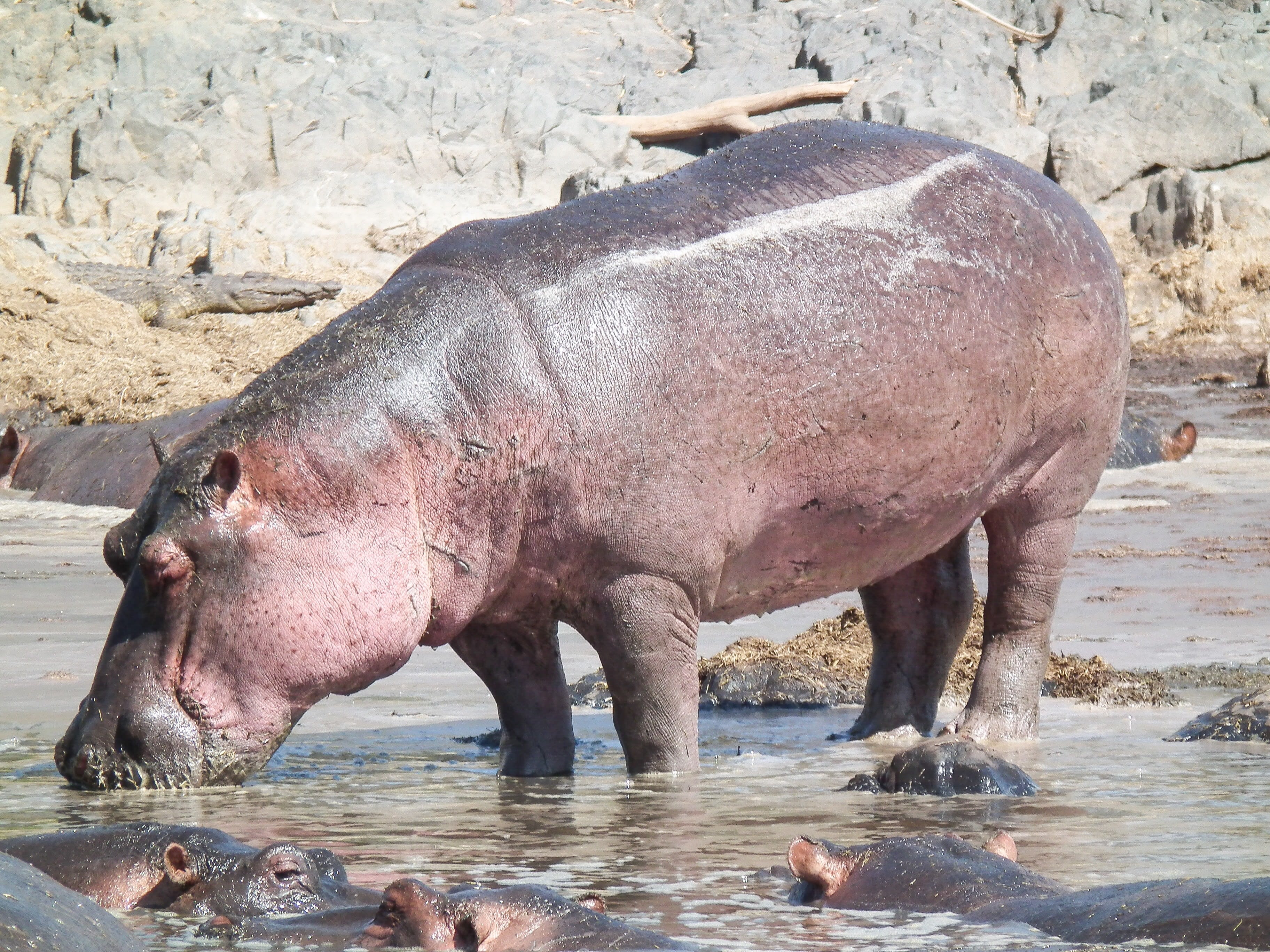 Hippopotamus Facts, Hippo Sweat, and a Natural Sunscreen - Owlcation