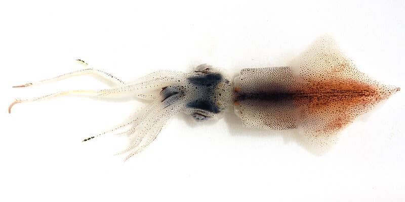 Bioluminescence Facts and Light Production in Multiple Species - Owlcation