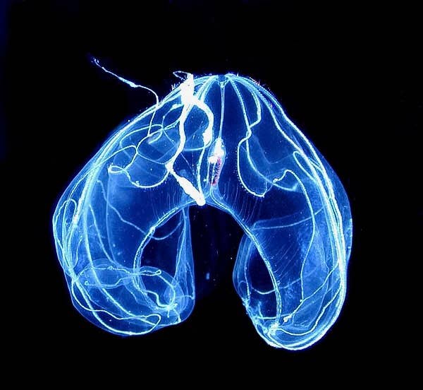 Bioluminescence Facts and Light Production in Multiple Species - Owlcation