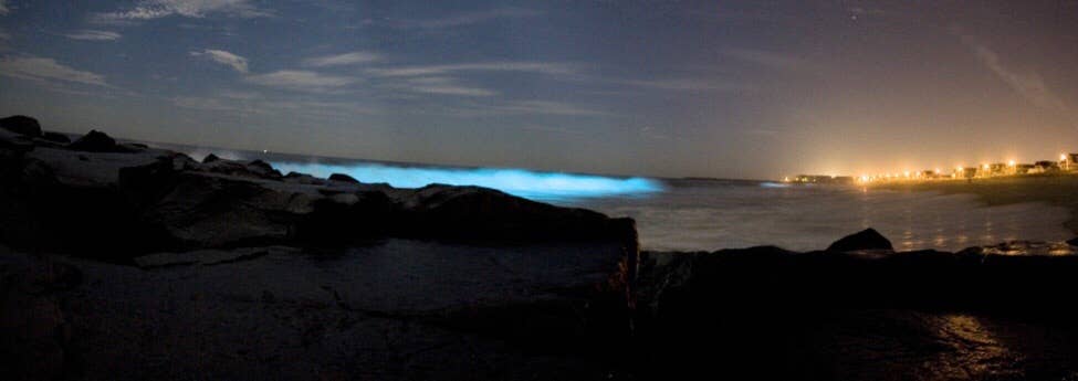 Bioluminescence Facts and Light Production in Multiple Species - Owlcation