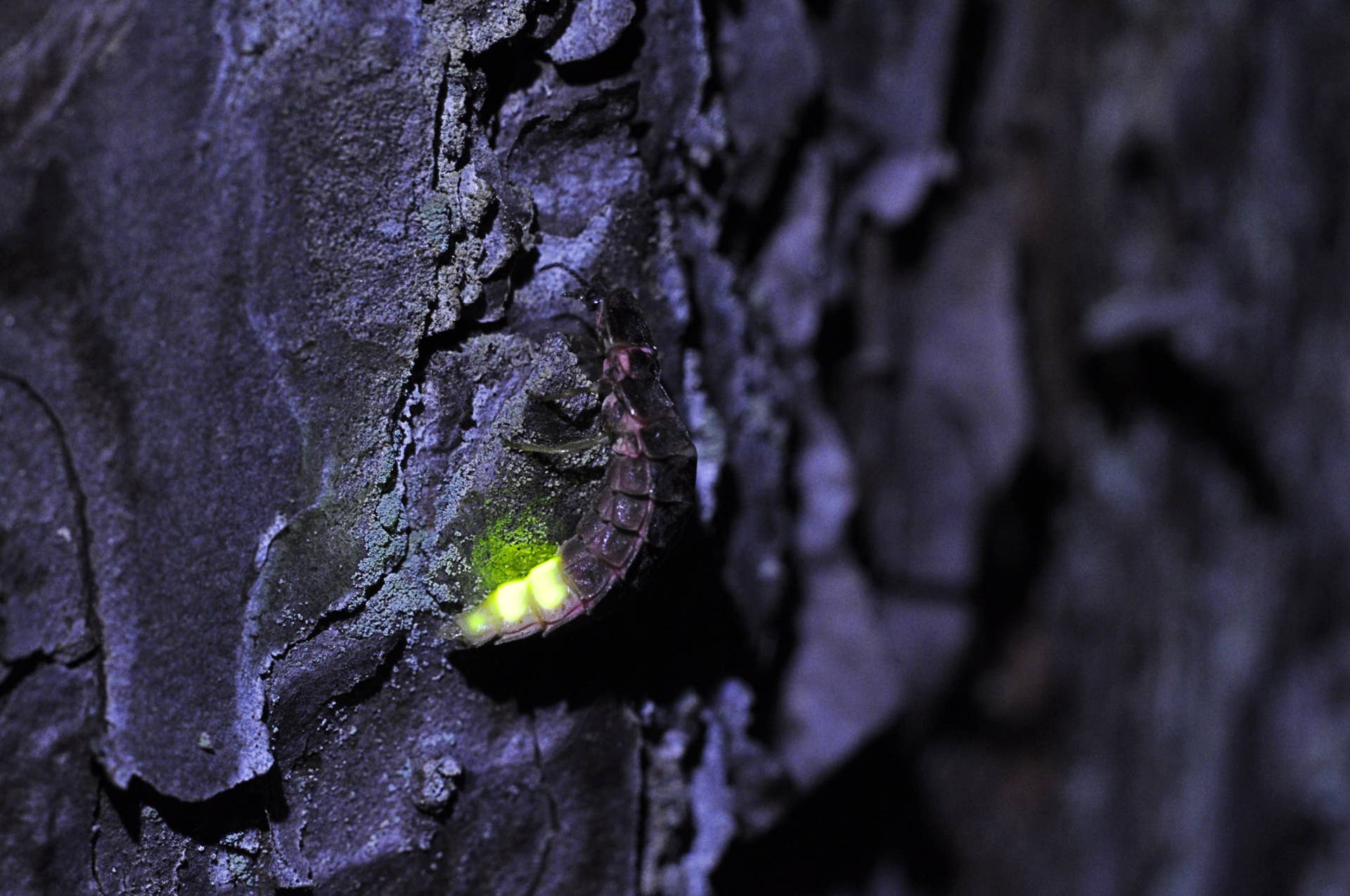 Bioluminescence Facts and Light Production in Multiple Species - Owlcation
