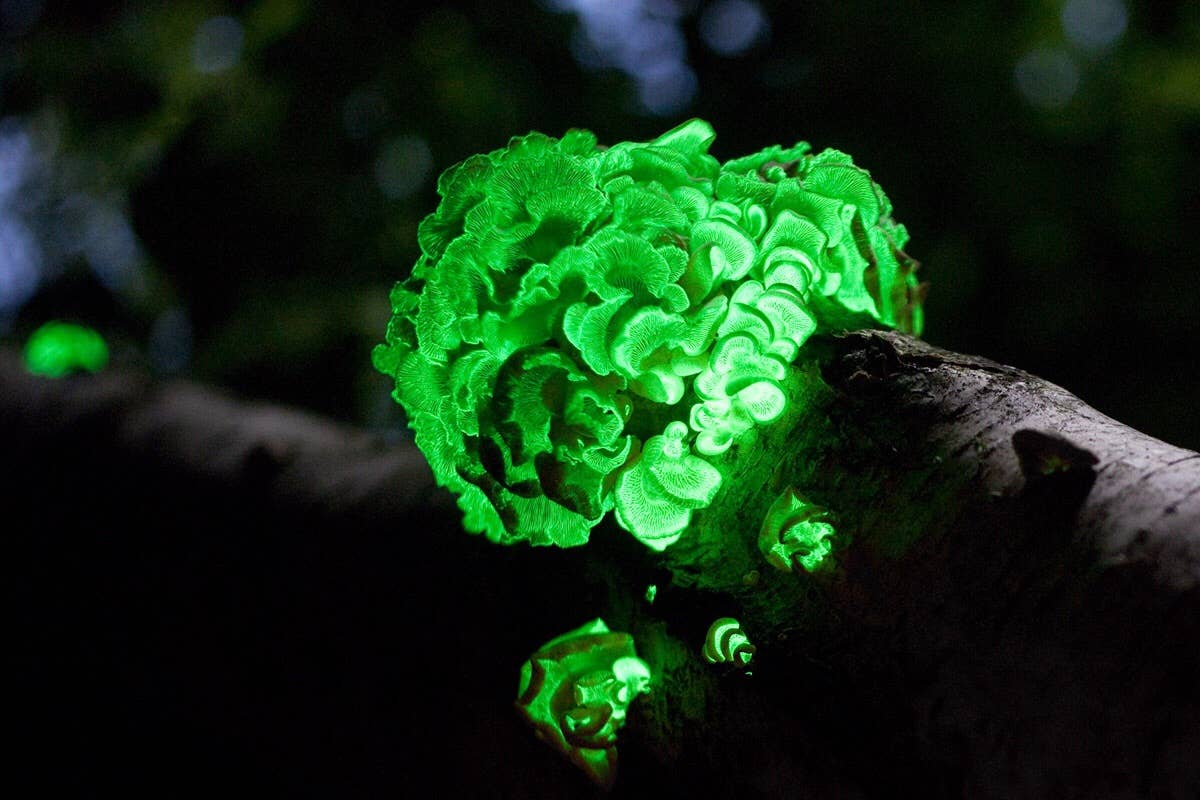 Bioluminescence Facts and Light Production in Multiple Species - Owlcation