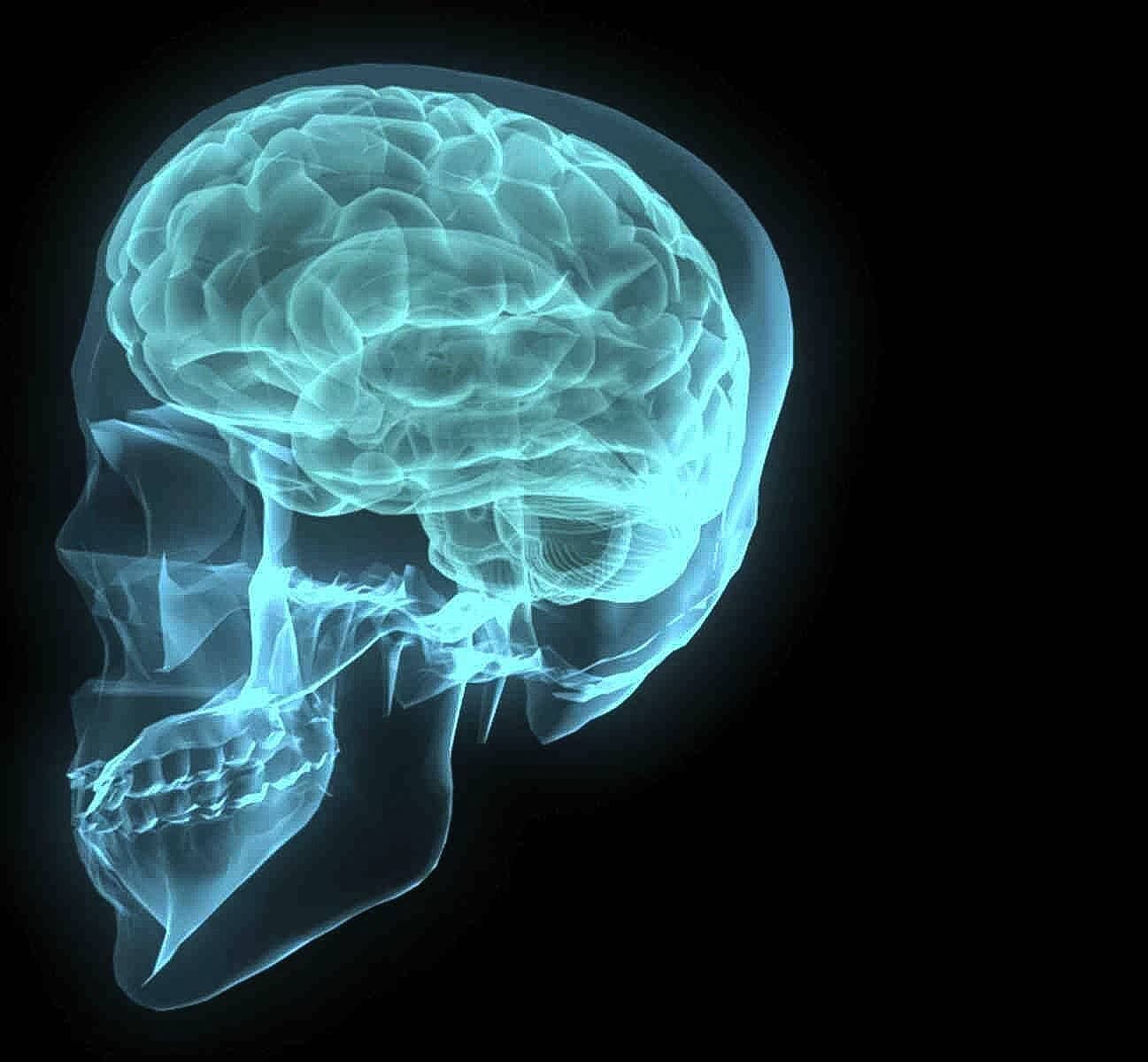 Introduction to the Human Brain: Facts, Anatomy, and Functions - Owlcation