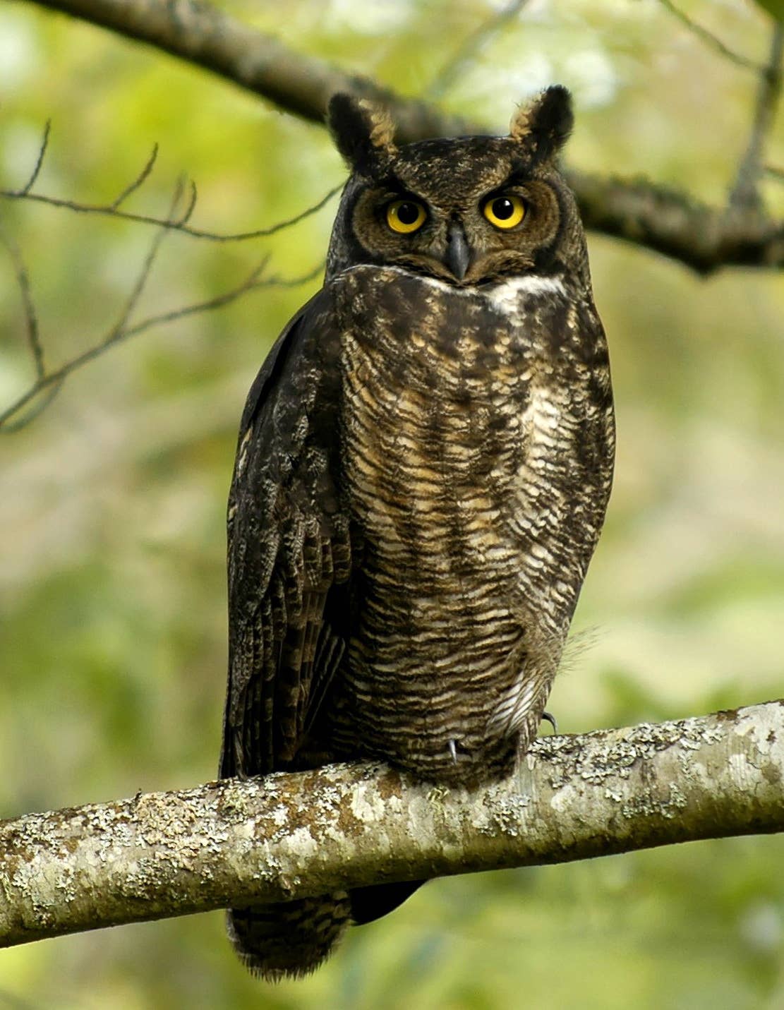 Owls of the United States: Identification Guide - Owlcation