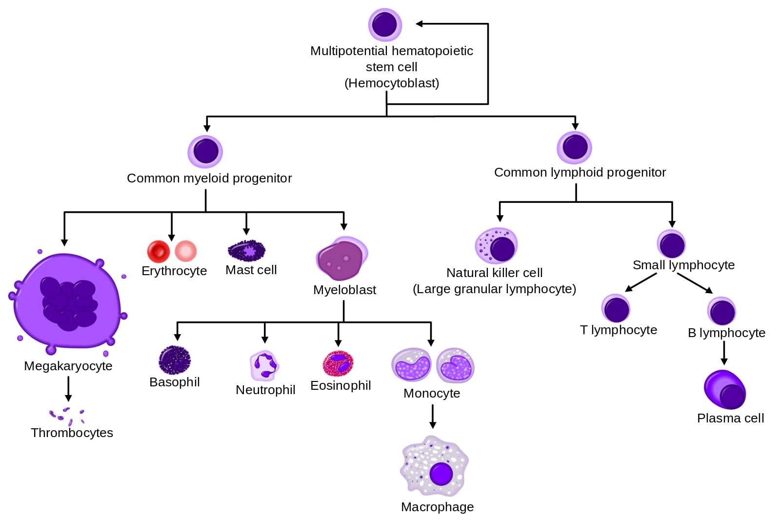 Adult and Induced Pluripotent Stem Cells: Facts and Uses - Owlcation