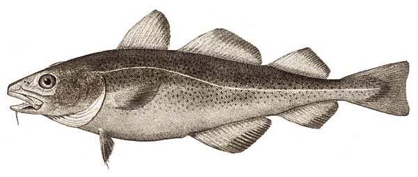Atlantic Cod and Pacific Hake Facts, Lives, and Concerns - Owlcation