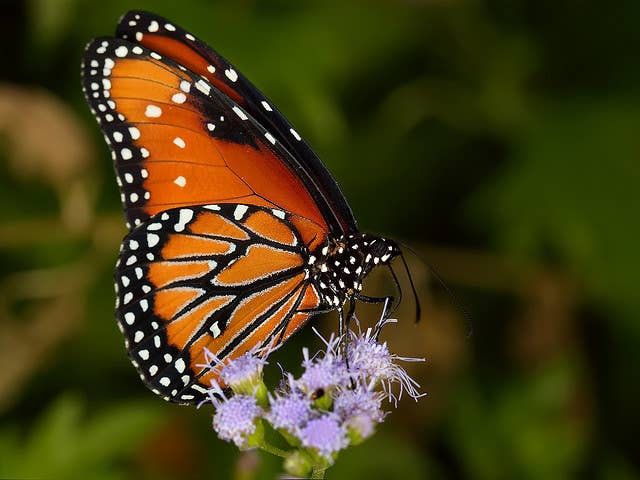 Top 10 Beautiful Butterflies of the Usa - Owlcation