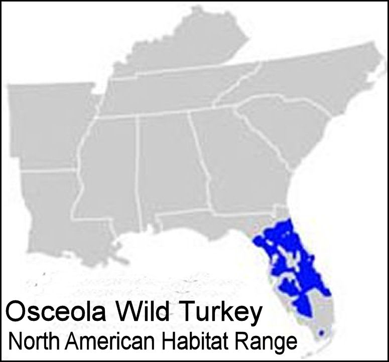 The 5 Wild Turkey Subspecies in North America (With Photos) - Owlcation
