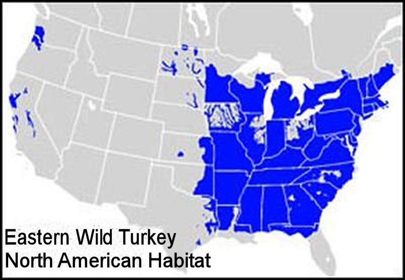 The 5 Wild Turkey Subspecies in North America (With Photos) - Owlcation