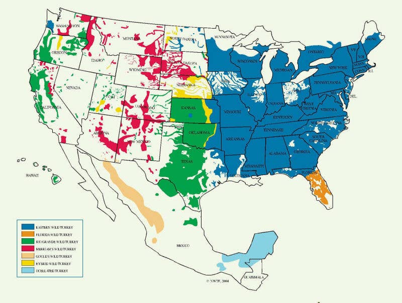 The 5 Wild Turkey Subspecies in North America (With Photos) - Owlcation