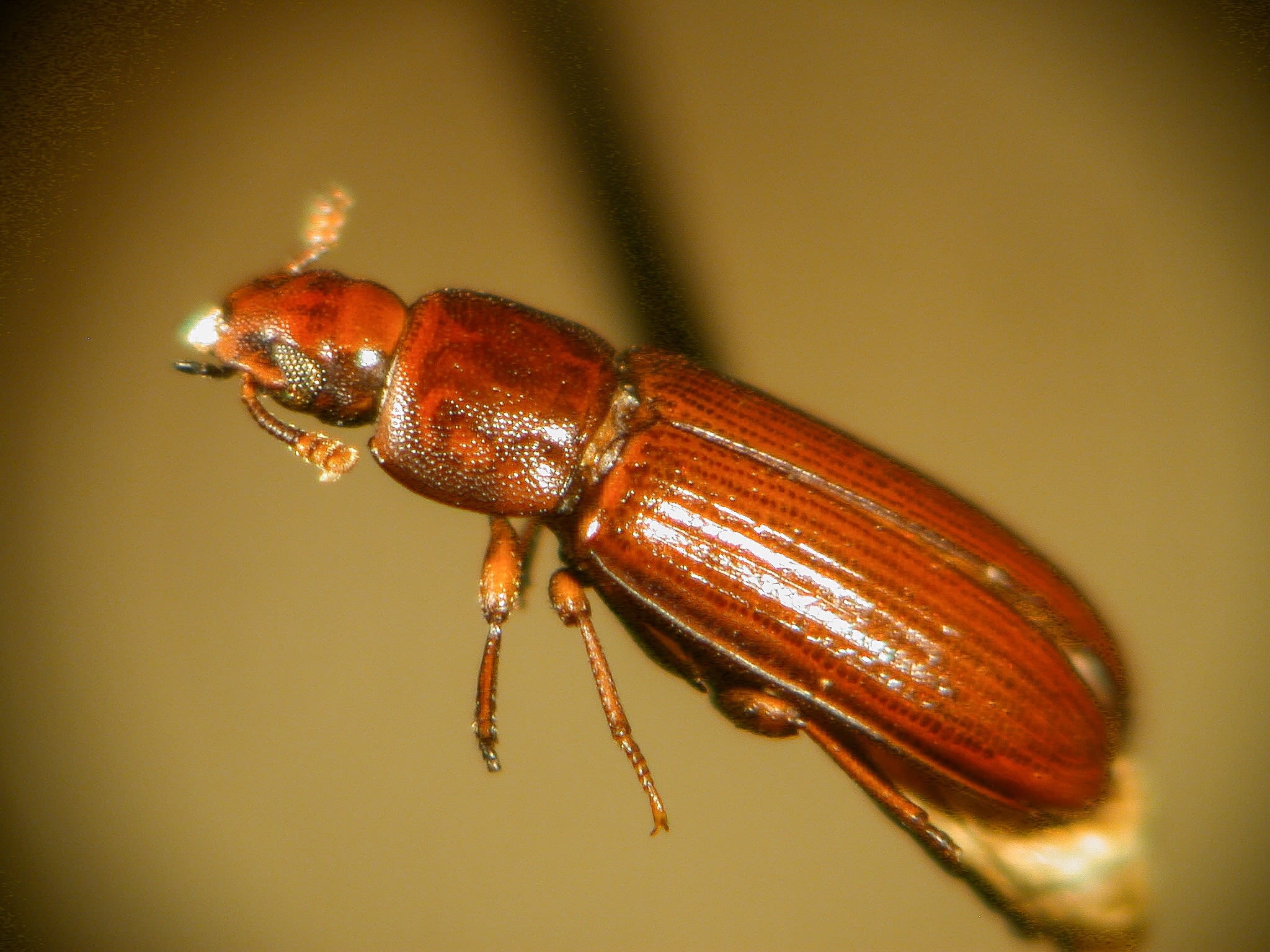Flour Beetles and Grain Weevils: Pest Facts and Control Tips - Owlcation