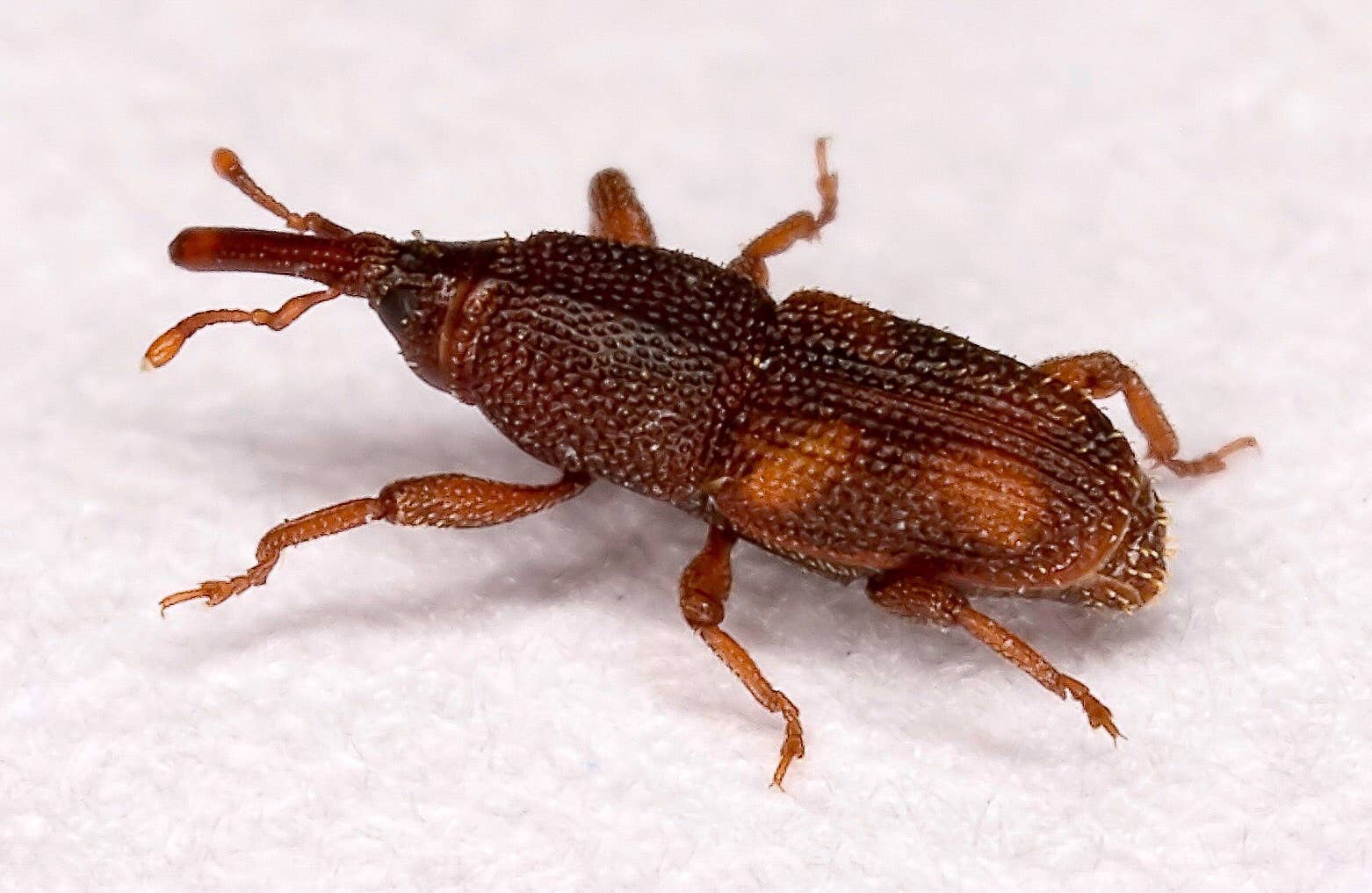 Flour Beetles and Grain Weevils: Pest Facts and Control Tips - Owlcation