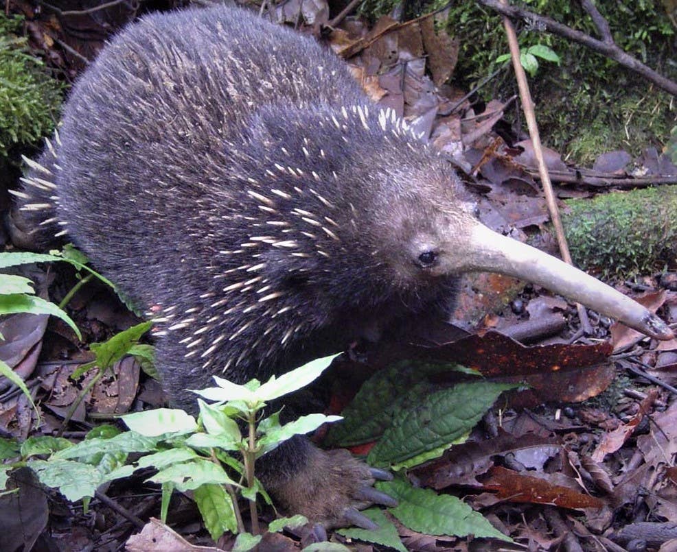 The Top 25 Ugliest Animals on Earth - Owlcation
