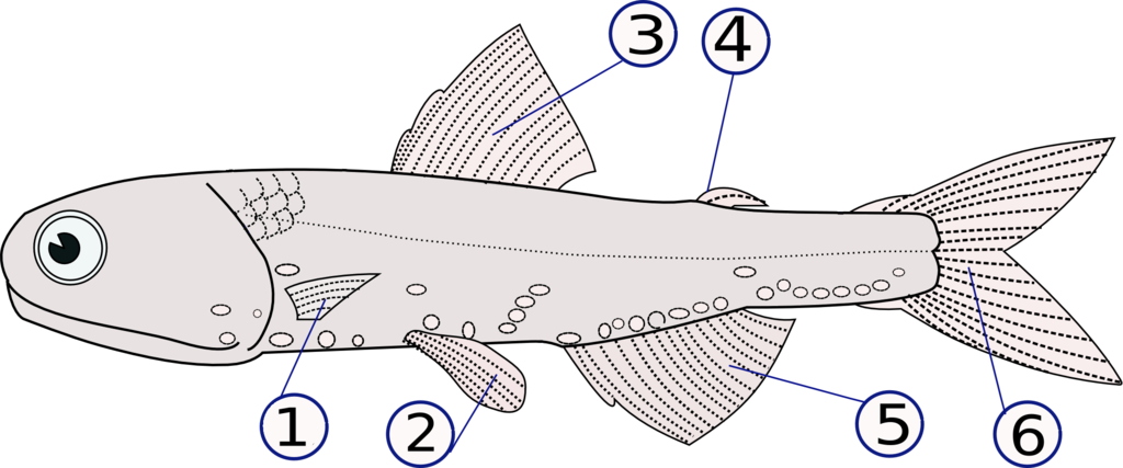 Interesting Facts About Cusk Eels and Their Close Relatives - Owlcation