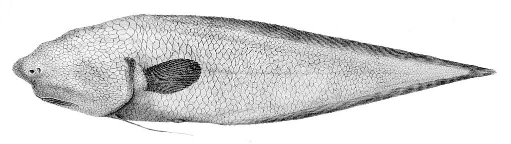 Interesting Facts About Cusk Eels and Their Close Relatives - Owlcation