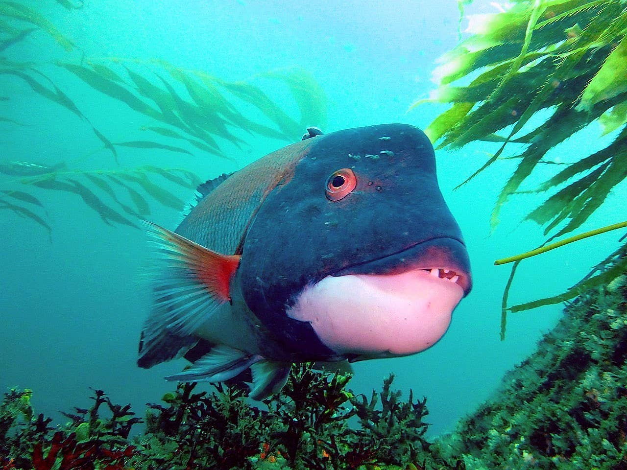 Kobudai and California Sheephead Fish: Facts and Gender Change - Owlcation