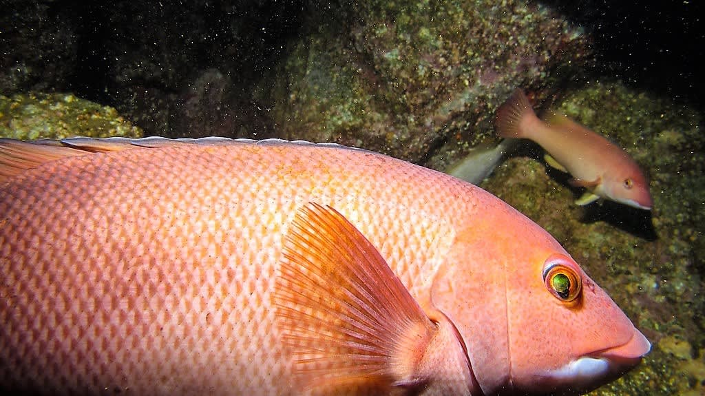 Kobudai and California Sheephead Fish: Facts and Gender Change - Owlcation