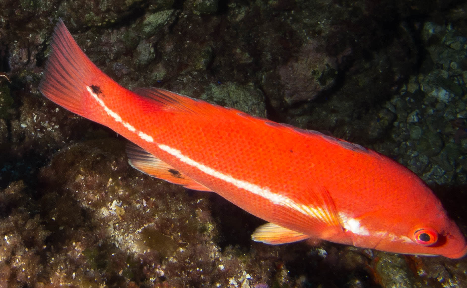 Kobudai and California Sheephead Fish: Facts and Gender Change - Owlcation