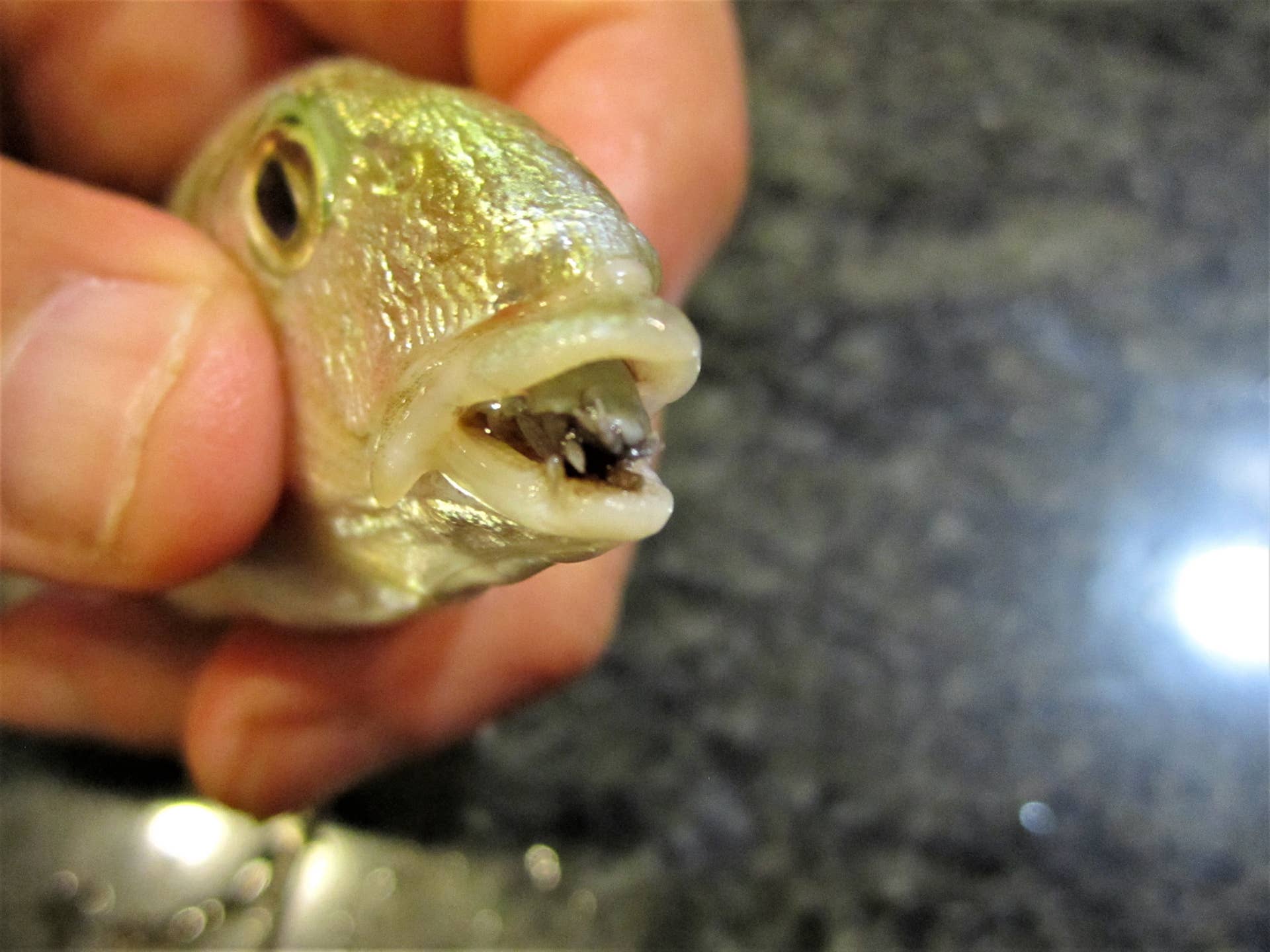 The Tongue-Eating Louse: Isopod Features and Taxonomy Facts - Owlcation