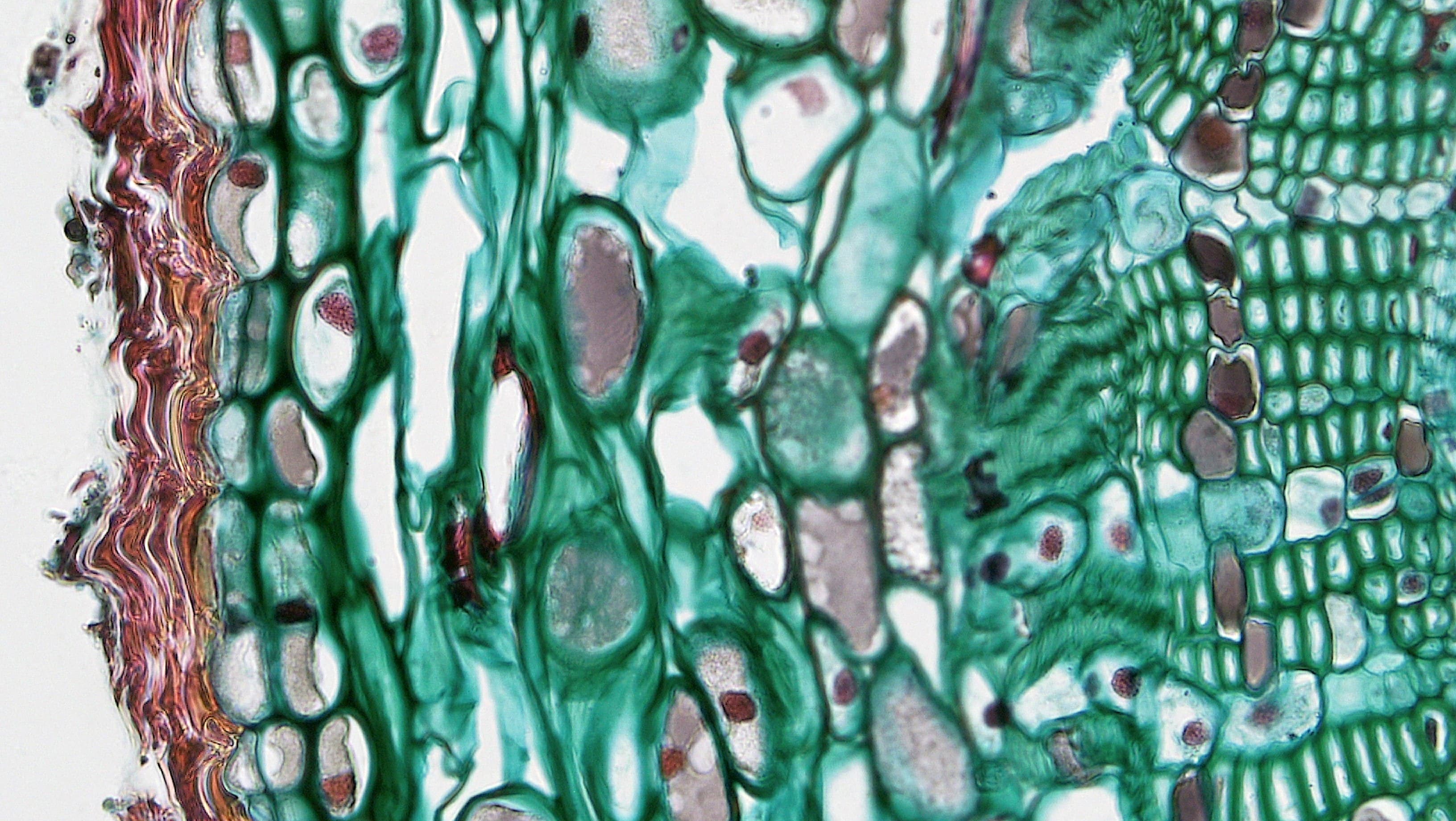 Photosynthesis and How Plants Use Water - Owlcation